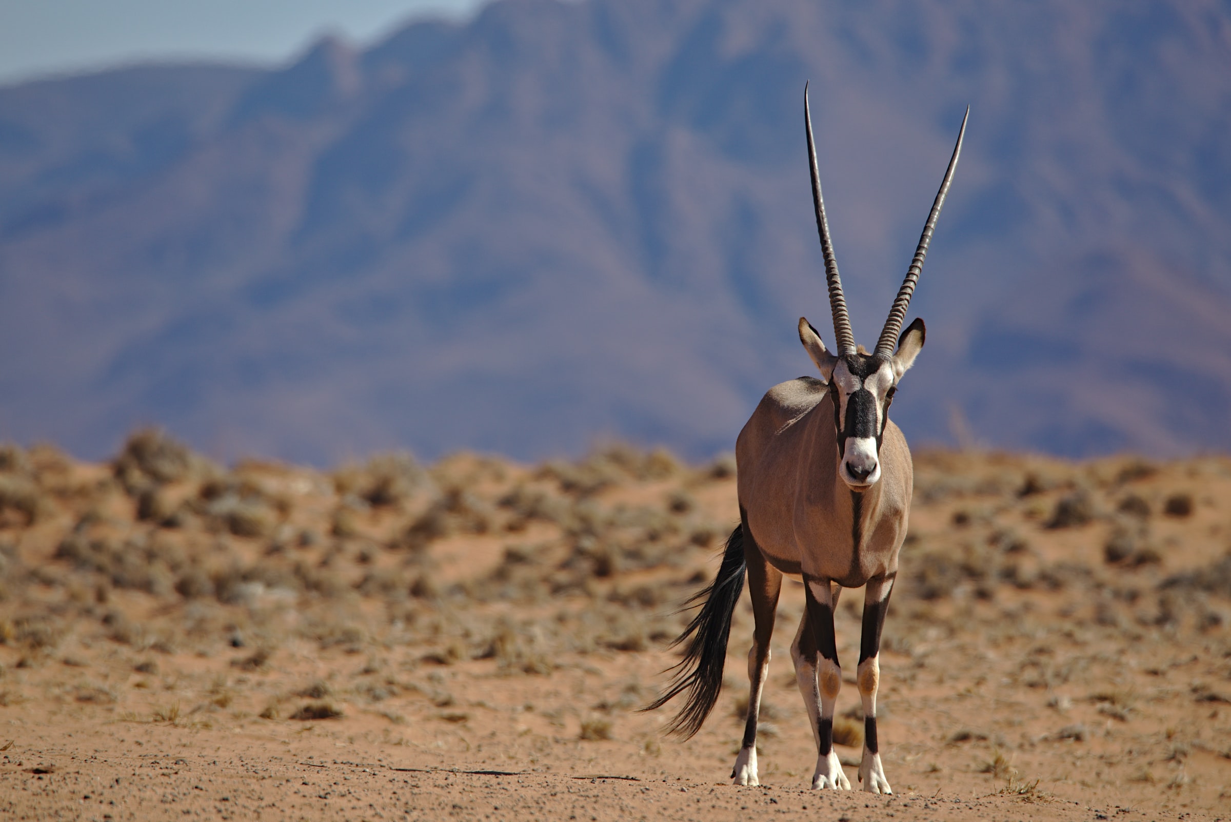 Visiting Namibia- What You Need To Know